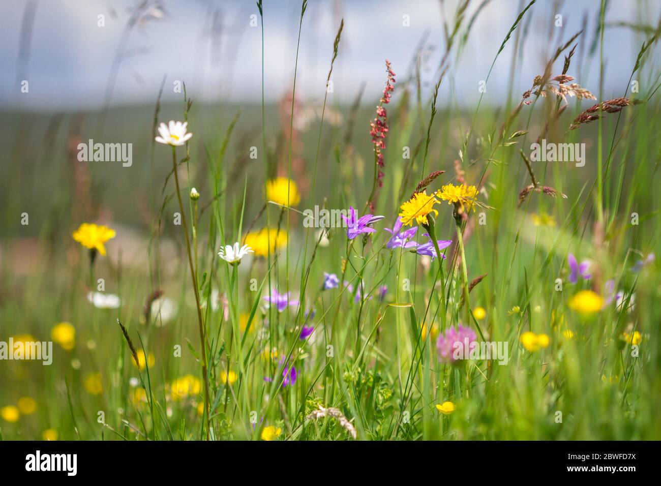 Wild flower field Stock Photo - Alamy