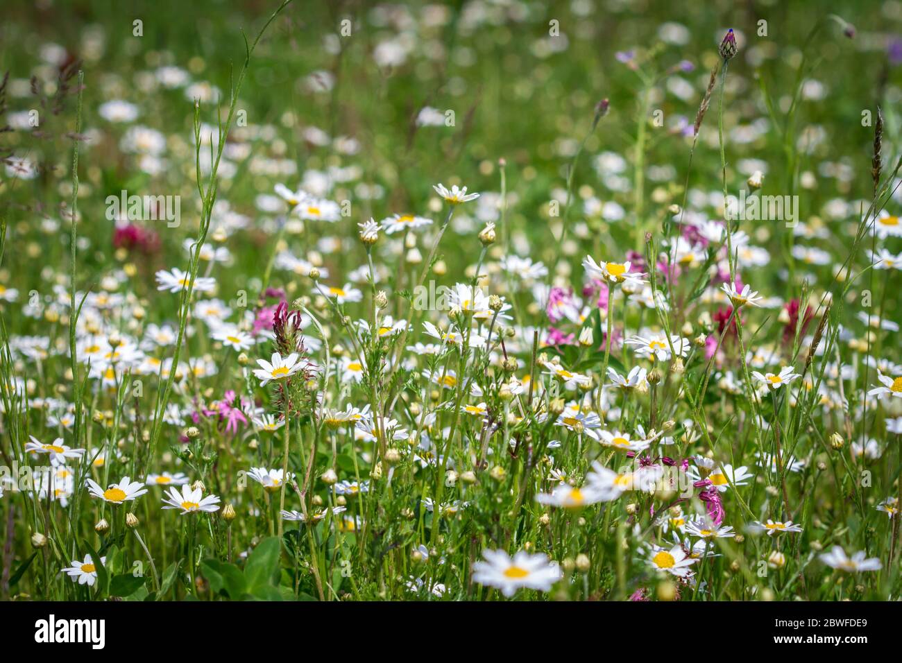 Wild flower field Stock Photo - Alamy
