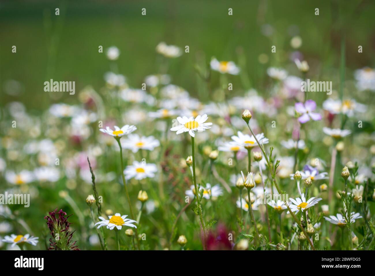 Wild flower field Stock Photo - Alamy