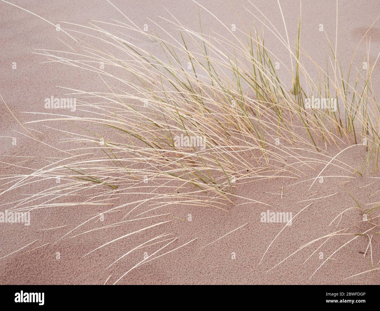 Reed growing at the beach on pure sand. Dry grass clusters ...
