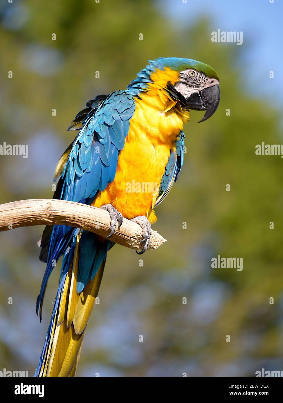 Ara ararauna closeup hi-res stock photography and images - Alamy