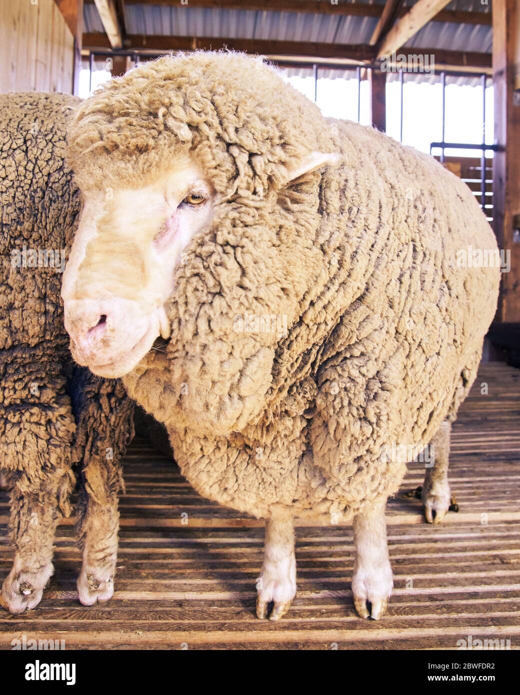 Ram feeder hi-res stock photography and images - Alamy