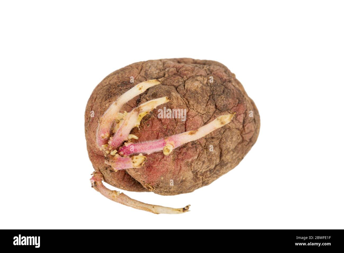Old germinated pink potato isolated on white background. Big sprouts ...