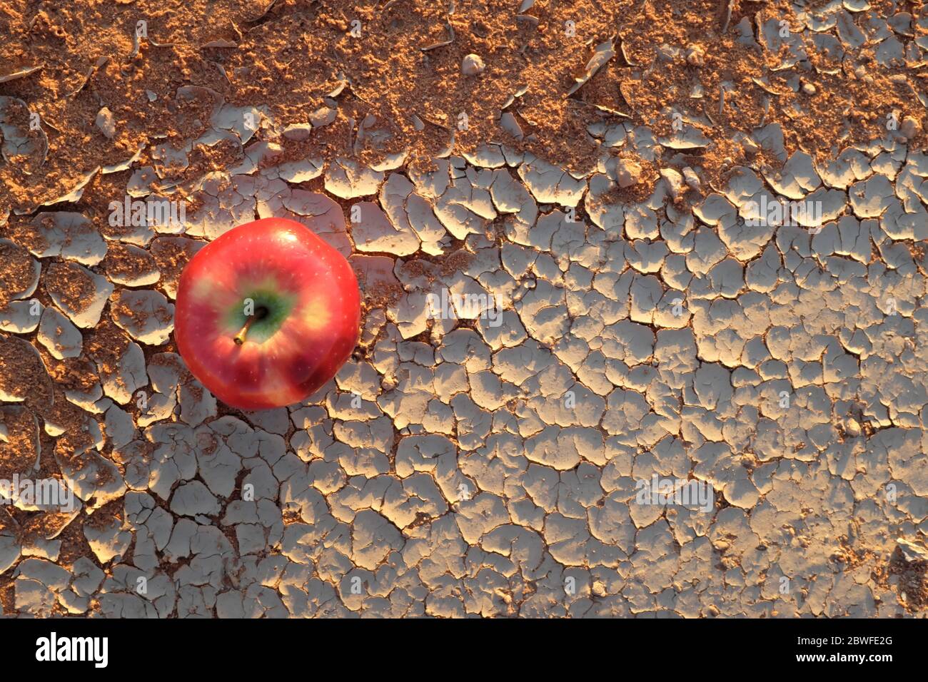 An apple on a dry cracked desert soil. Global food crisis, water ...