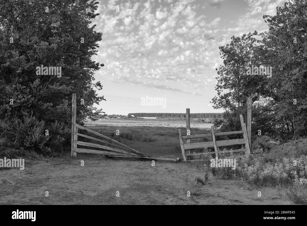 Broken gate in the cattle pen cows and horses on the farm in gray tones ...