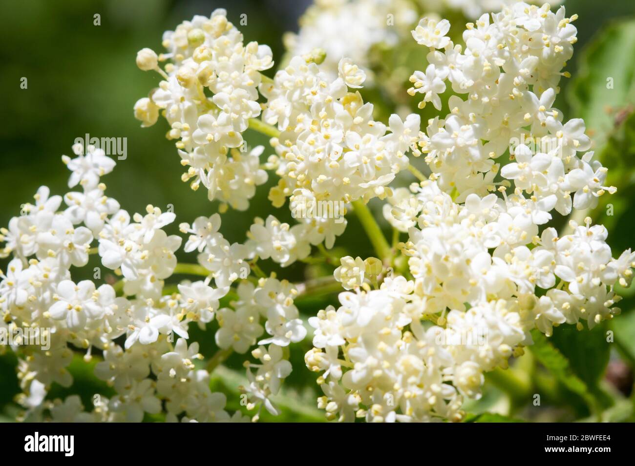 Elder blossom hi-res stock photography and images - Alamy