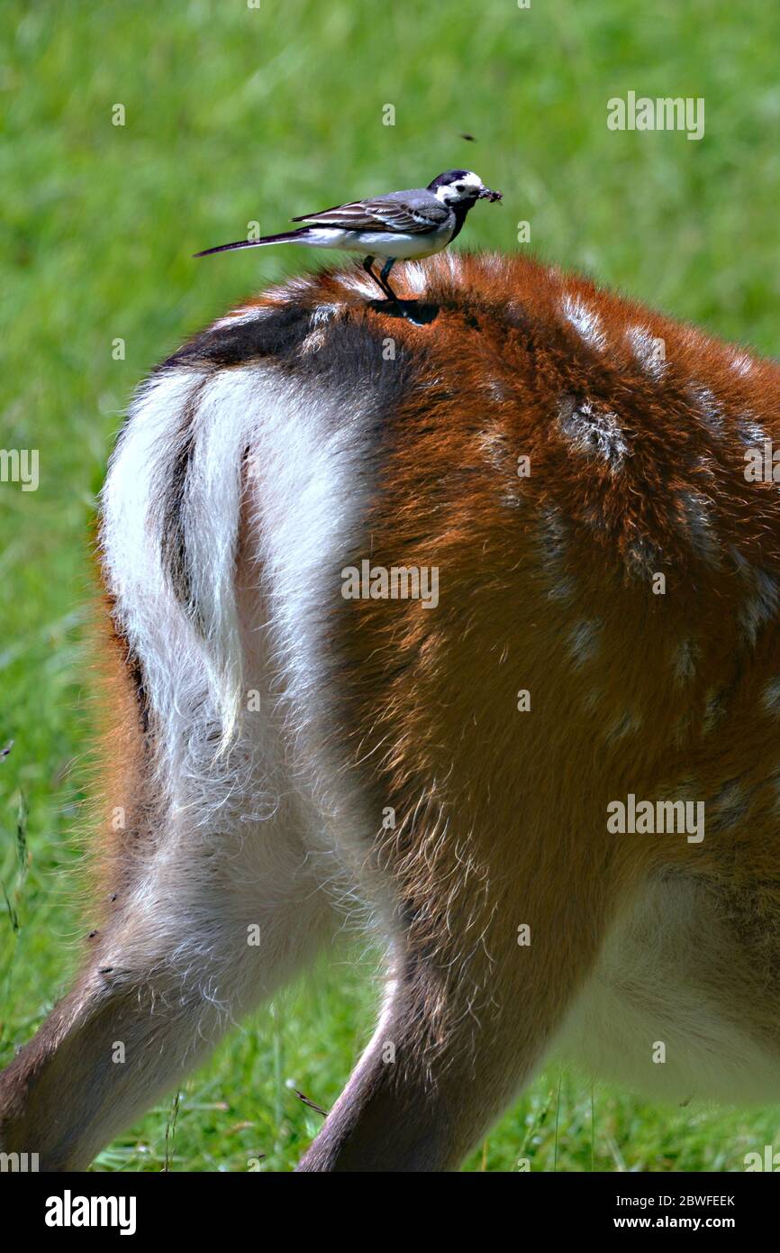 Doe fallow deer (Dama dama) with the white wagtail (Motacilla alba) on ...