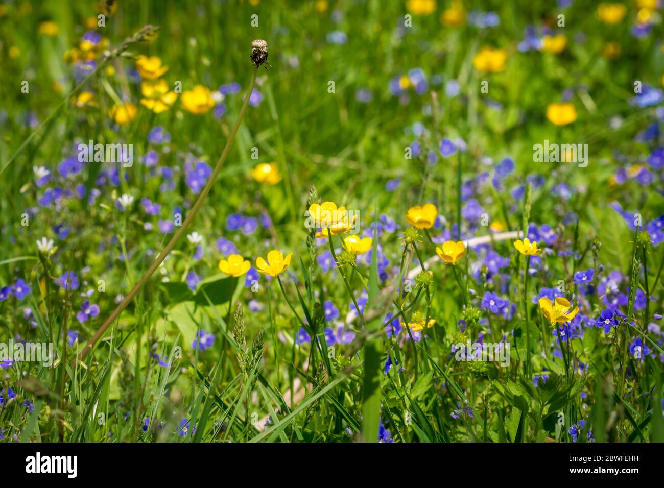 Wild flower field Stock Photo - Alamy