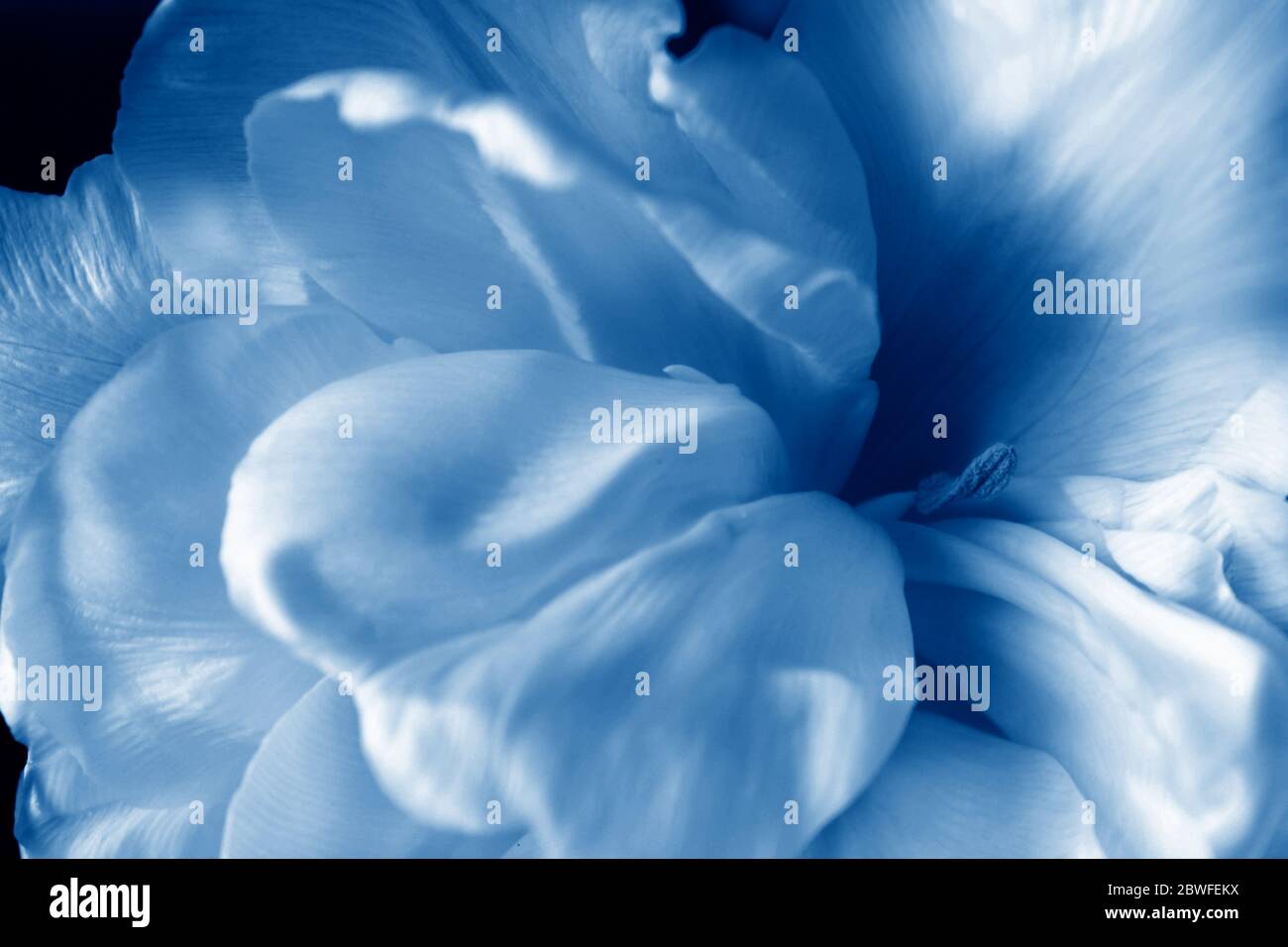 White blurred tulip flower with yellow core close-up background texture ...