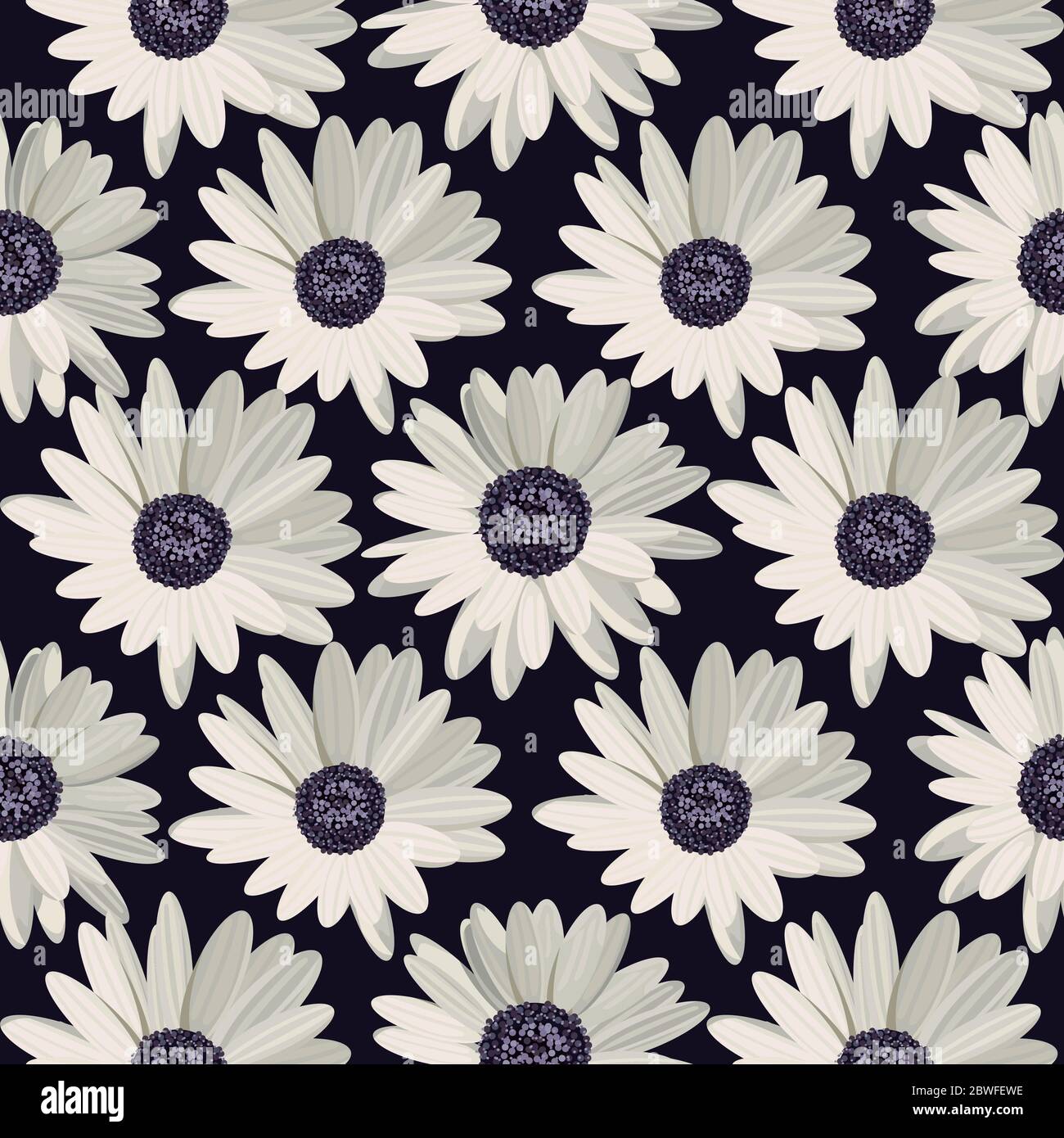 Daisy daisies osteospermum Stock Vector Images - Alamy