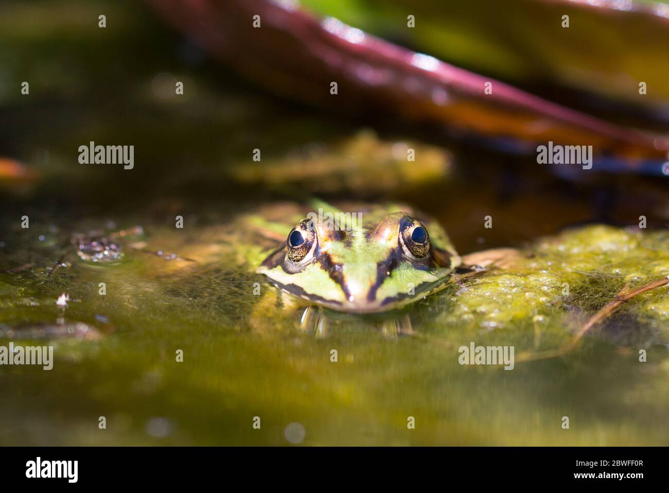 frog in a lake Stock Photo - Alamy