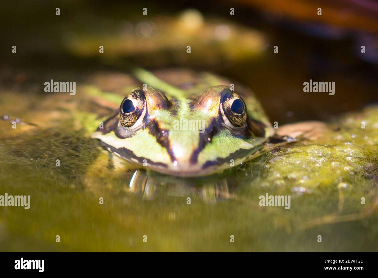 Small lake frog sitting hi-res stock photography and images - Alamy