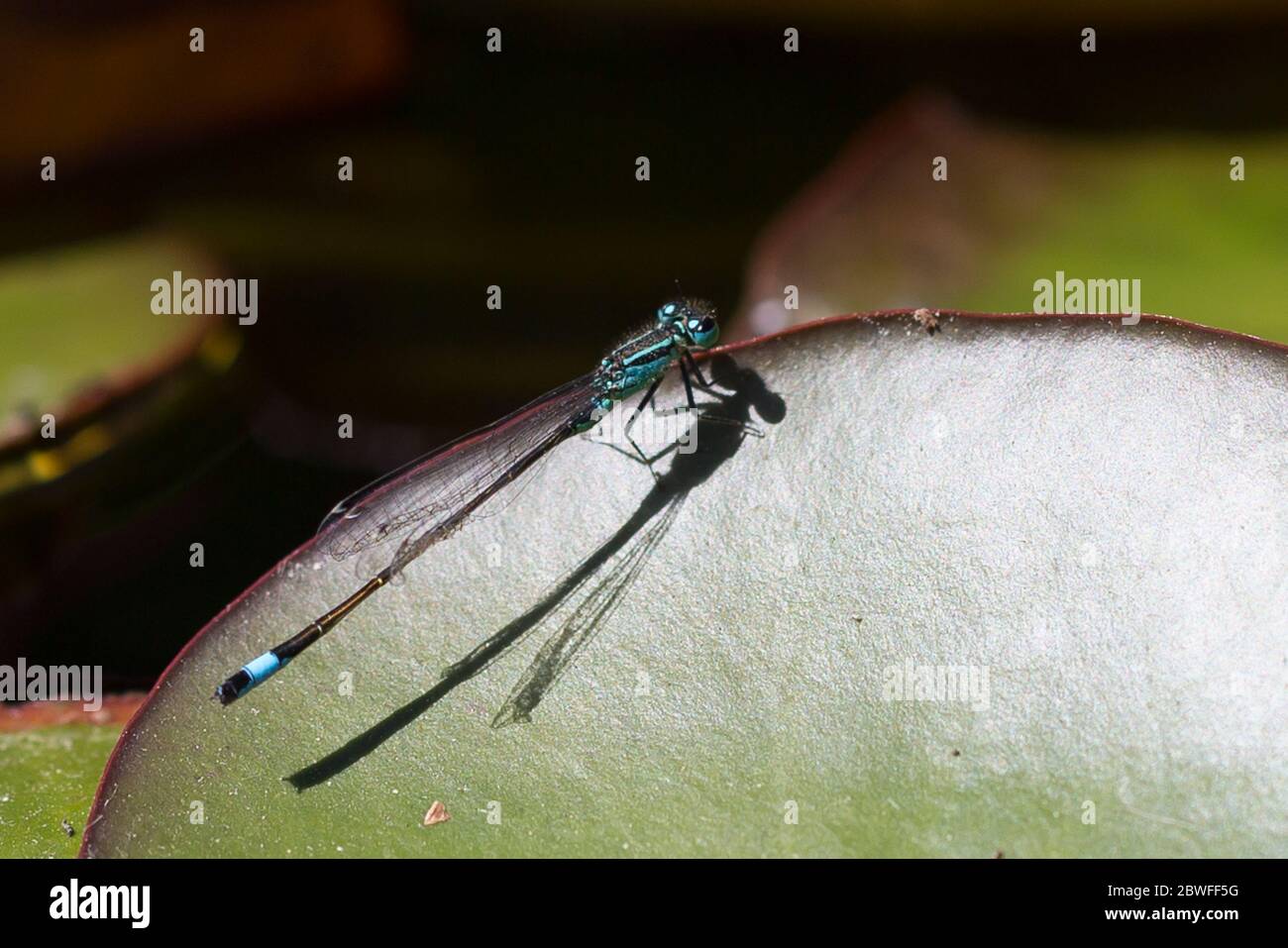 Dragonfly vector black hi-res stock photography and images - Alamy