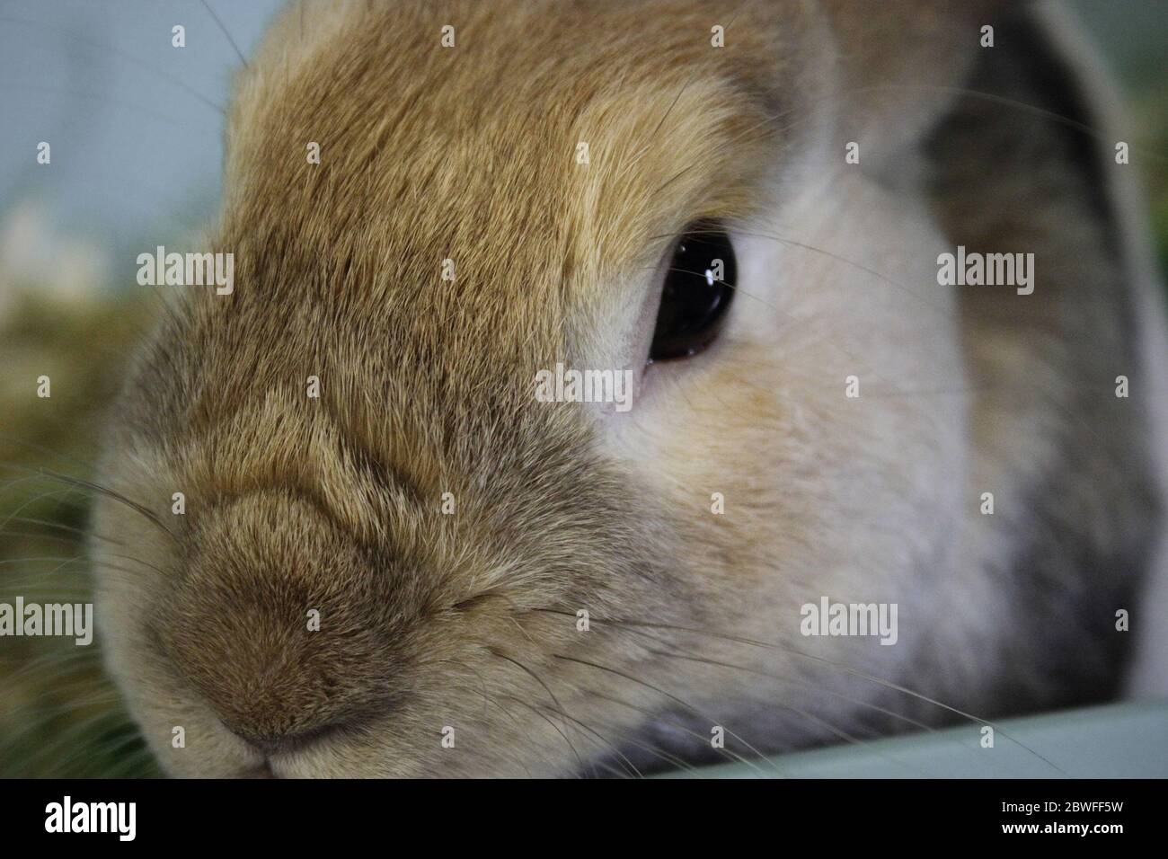 The rabbit's face. The muzzle of a brown rabbit. The pretty face of a ...