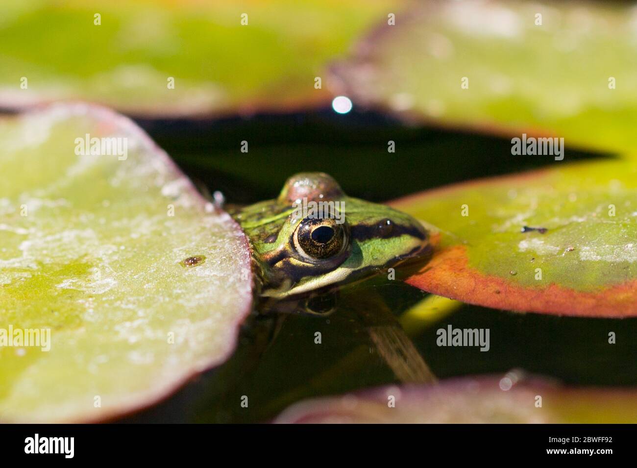 frog in a lake Stock Photo - Alamy