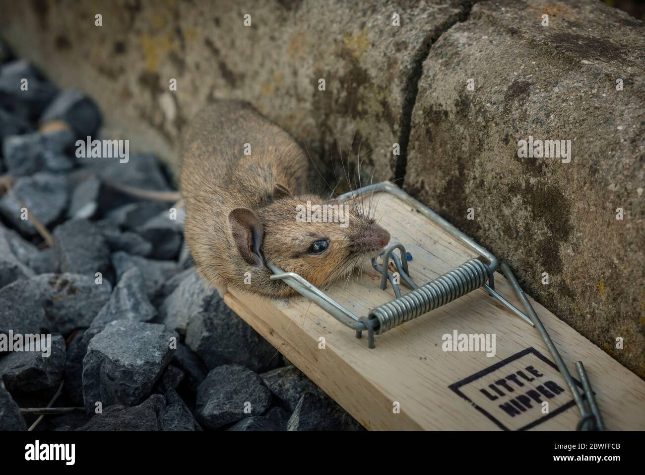 Dead mouse caught by spring trap baited with grain bait Stock Photo - Alamy