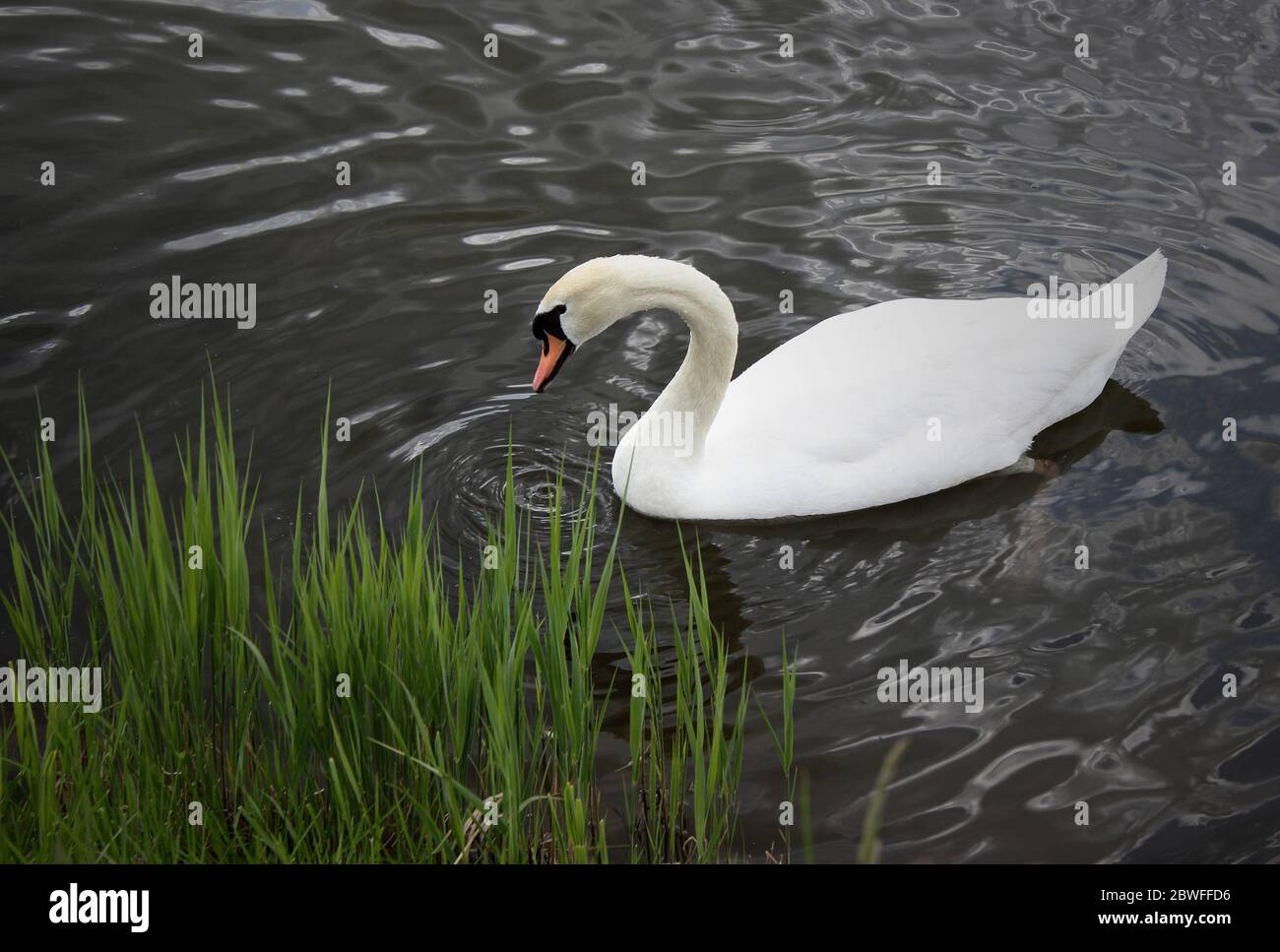 Heavy white swan floating on the still water of the lake Stock Photo ...