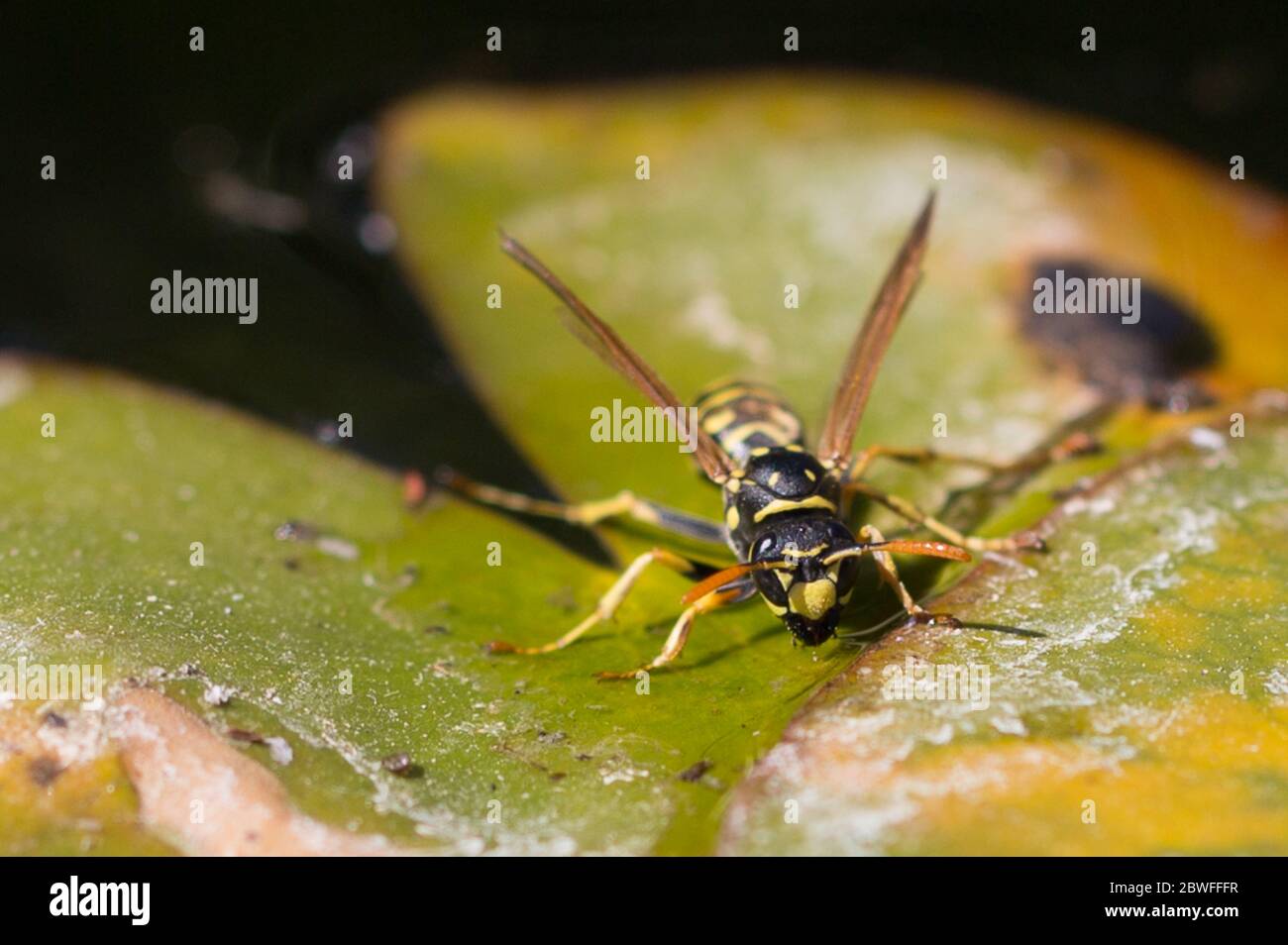 Wasp on the leaf hi-res stock photography and images - Alamy
