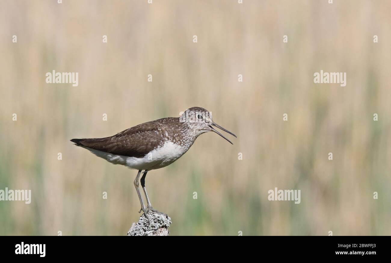 Green sandpiper (Tringa ochropus), standing on post, clean background ...