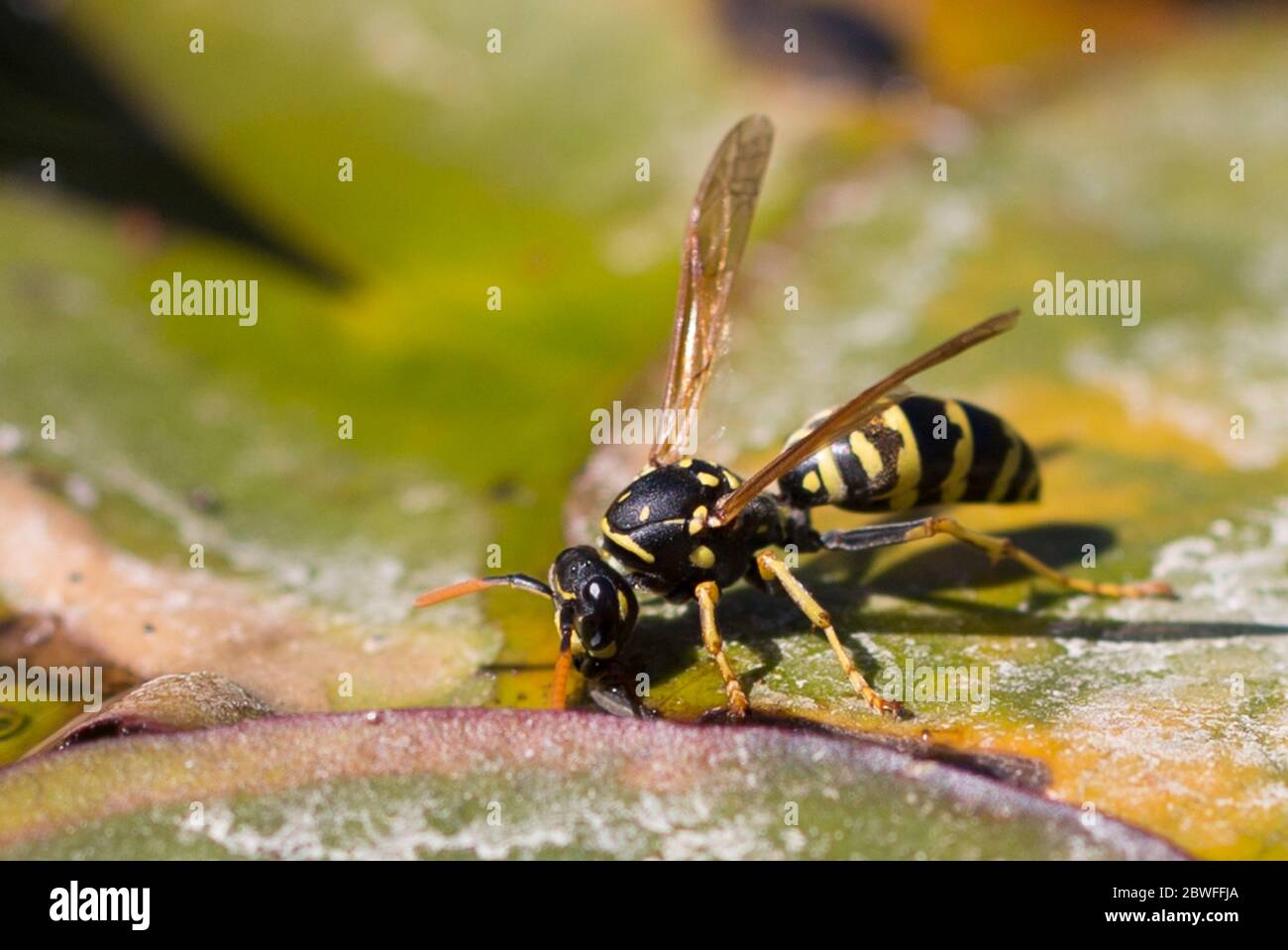 Yellow antenna black spider wasp hi-res stock photography and images ...