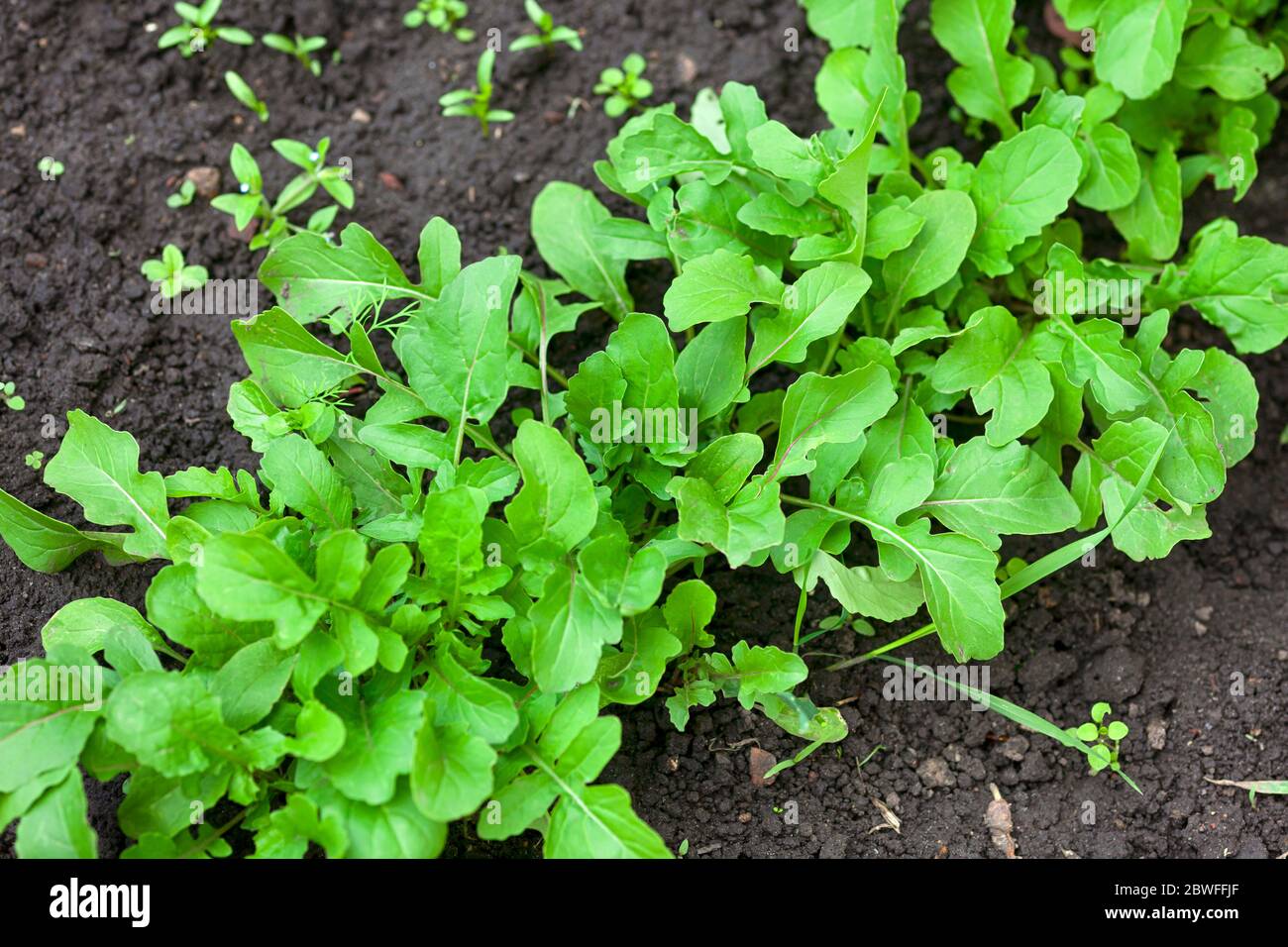 Green organic arugula grows on garden bed Stock Photo - Alamy