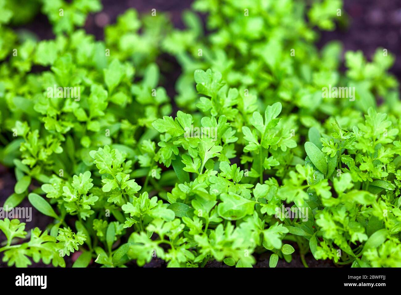 Green young organic garden cress grows outdoors. Close-up Stock Photo ...