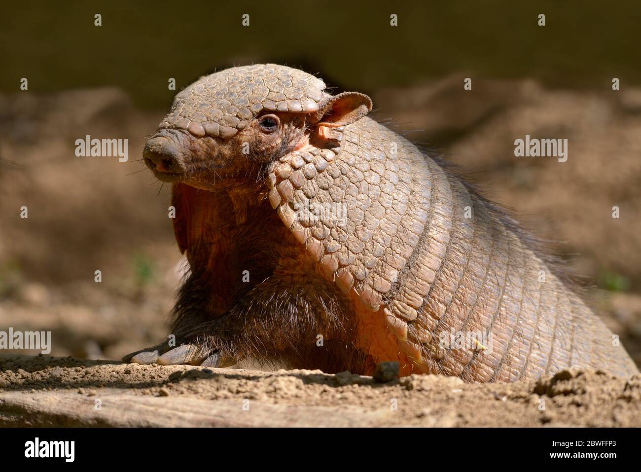 Closeup big hairy armadillo or large hairy armadillo (Chaetophractus ...