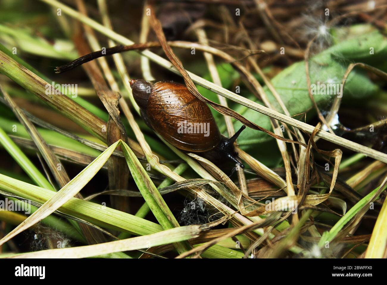 Little snails shells on hi-res stock photography and images - Alamy