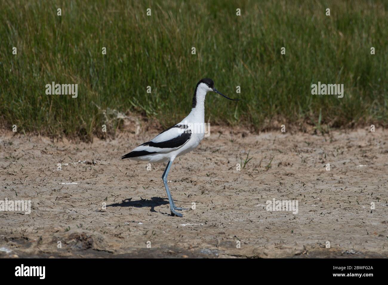 Pied avocet uk hi-res stock photography and images - Alamy