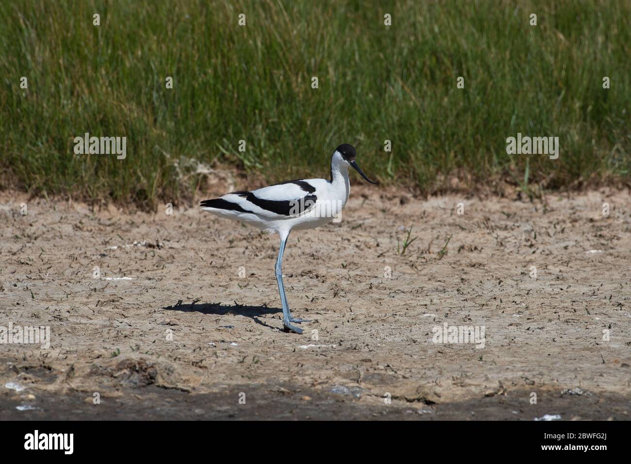 Recurvirostra avosetta hi-res stock photography and images - Alamy