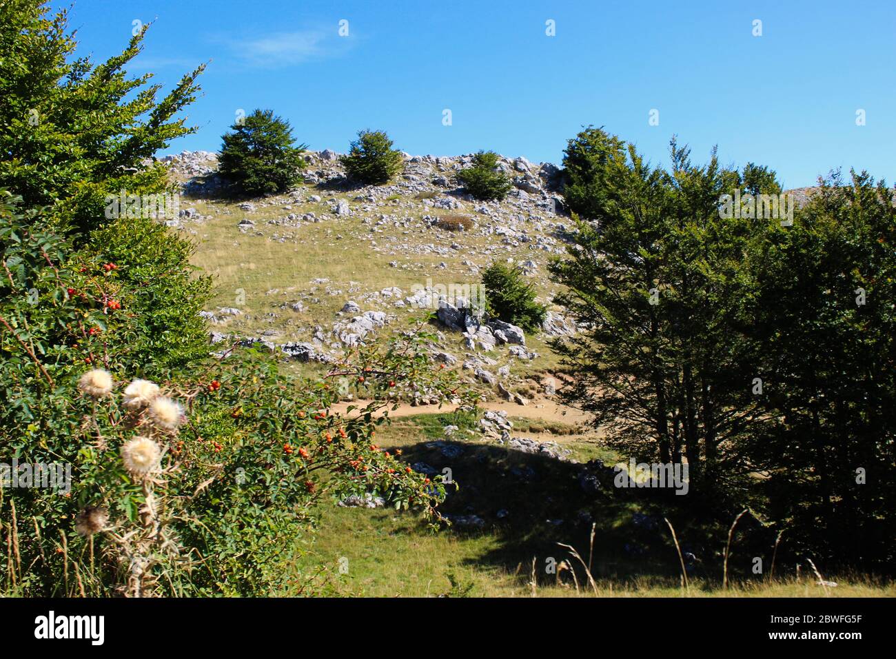 Trees, bushes, rocks and blue sky. Bjelasnica Mountain, Bosnia and ...