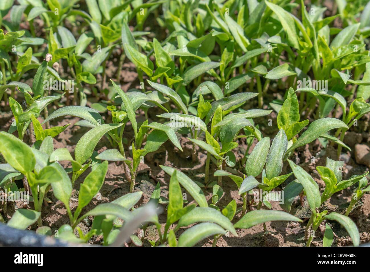 Bell pepper seeds, Capsicum annuum Stock Photo - Alamy