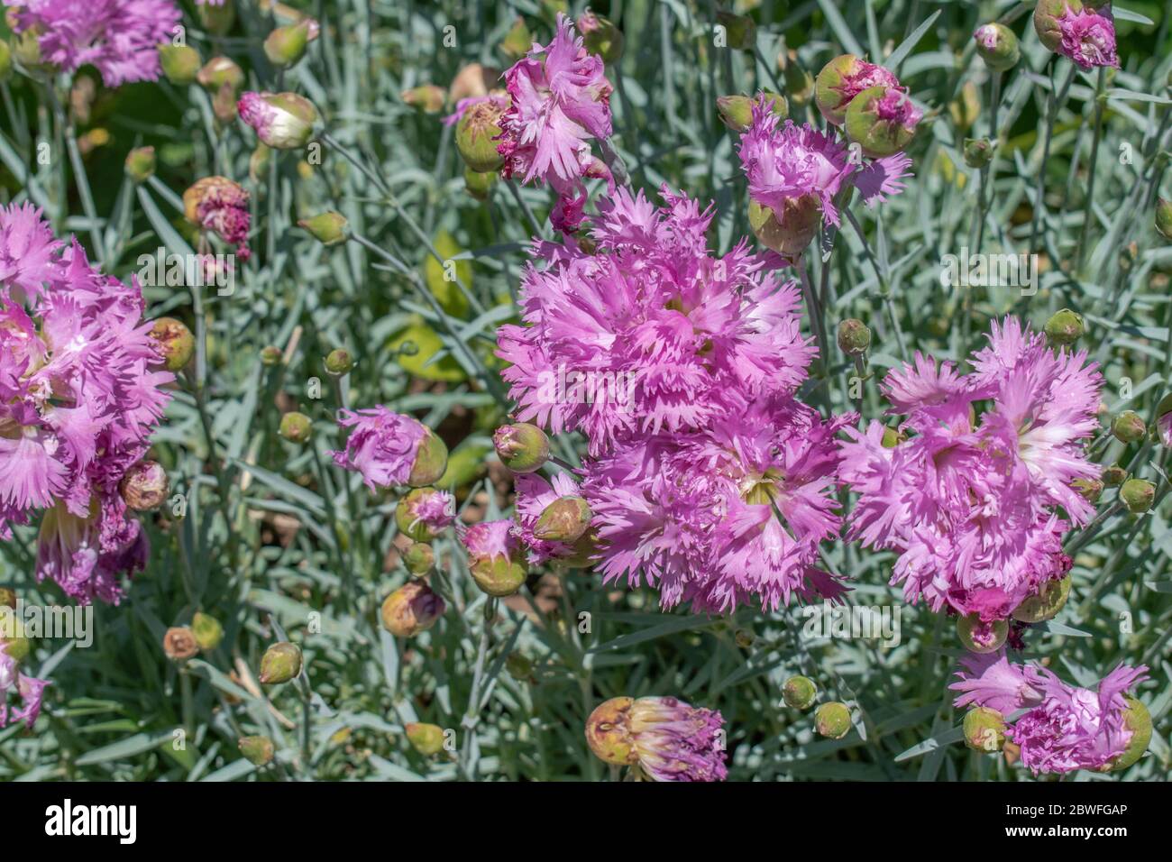 Pink dianthus plumarius in the garden Stock Photo - Alamy