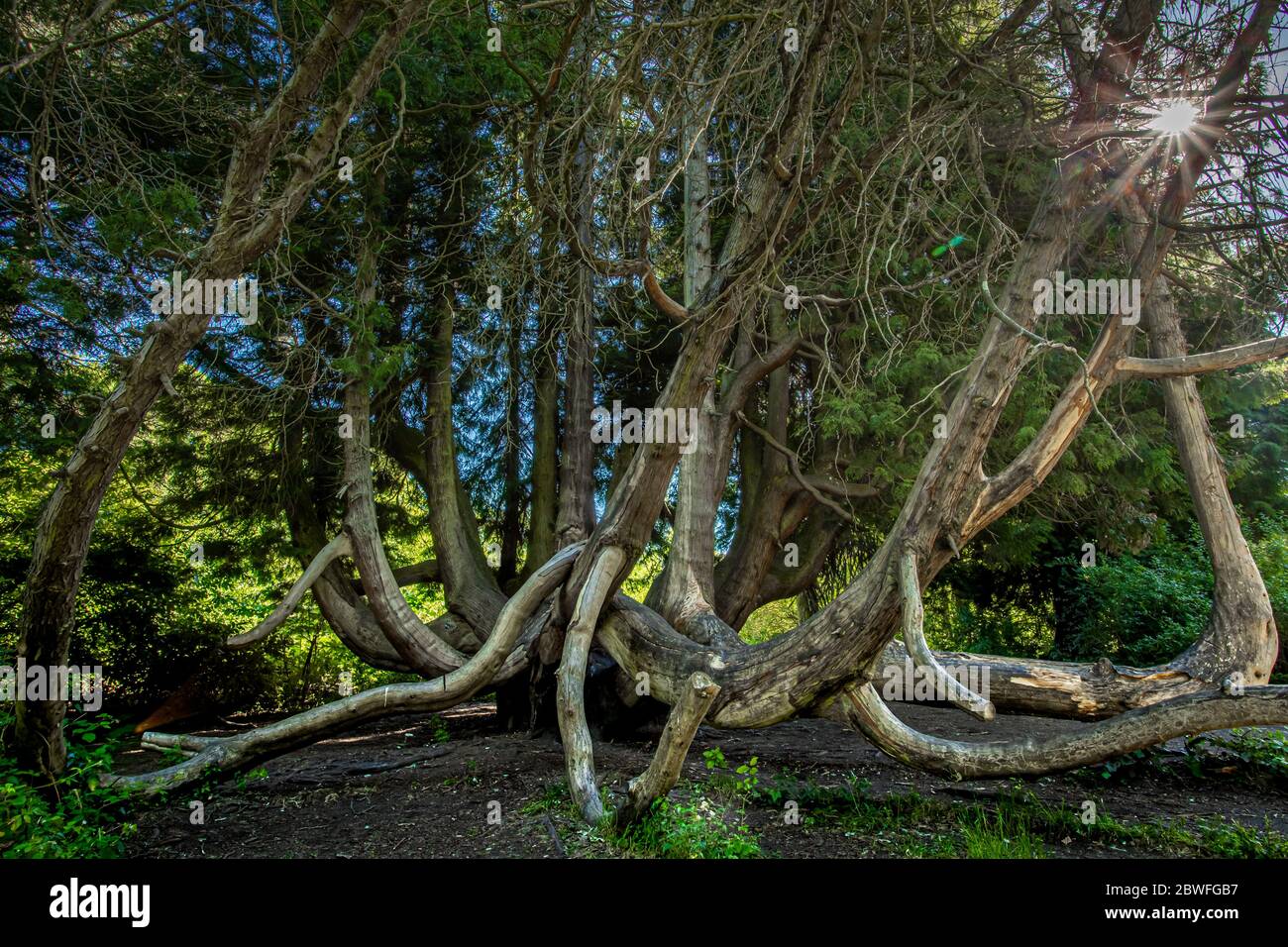 Great Western Cedar Tree, nicknamed the 'Octopus Tree' which sits in ...
