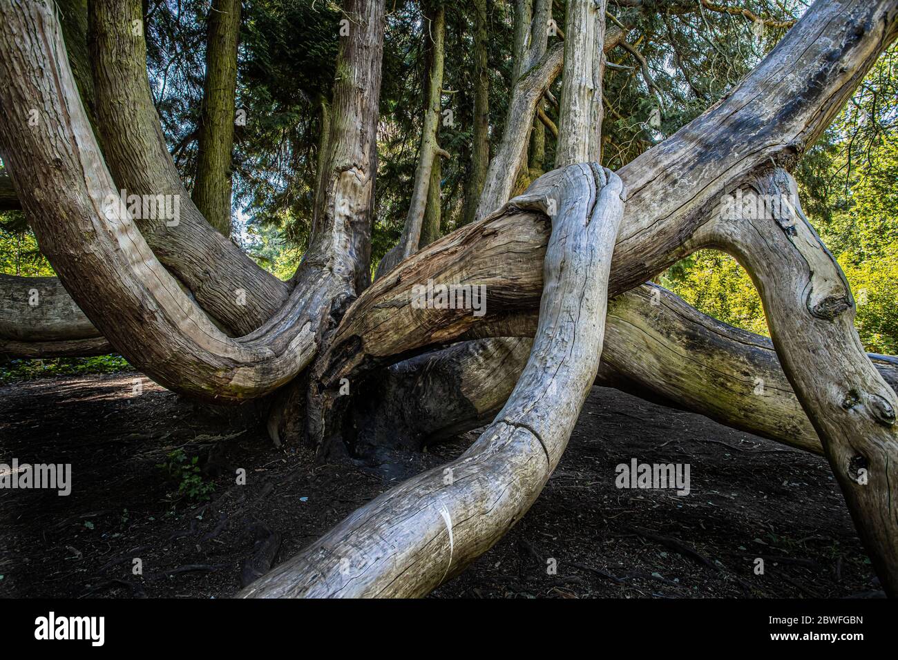 Great Western Cedar Tree, nicknamed the 'Octopus Tree' which sits in ...