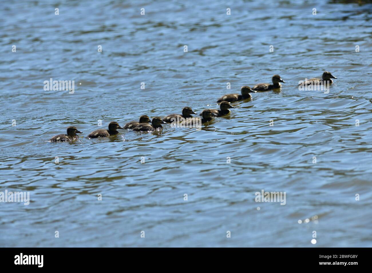 Little cute duck floating on hi-res stock photography and images - Alamy