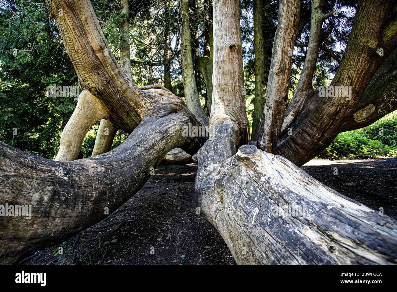 Great Western Cedar Tree, nicknamed the 'Octopus Tree' which sits in ...