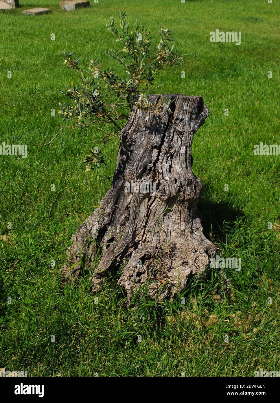 Olive tree stump hi-res stock photography and images - Alamy