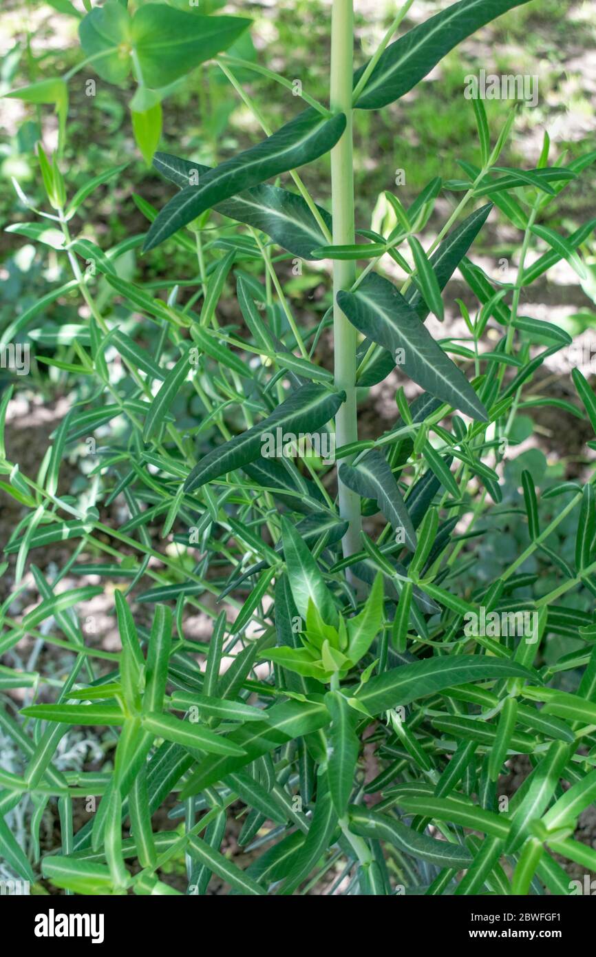Gopher spurge in the garden, Euphorbia lathyris Stock Photo - Alamy