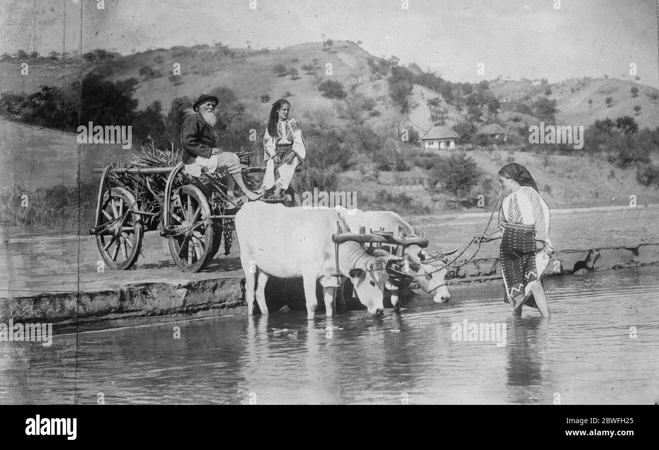 1920s cattle Black and White Stock Photos & Images - Alamy