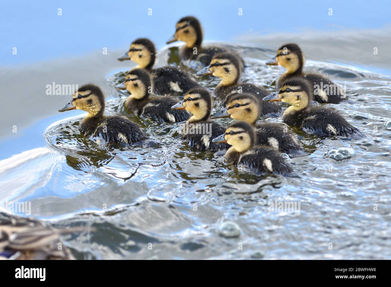 Flock of small duck babies floating on the pond Stock Photo - Alamy