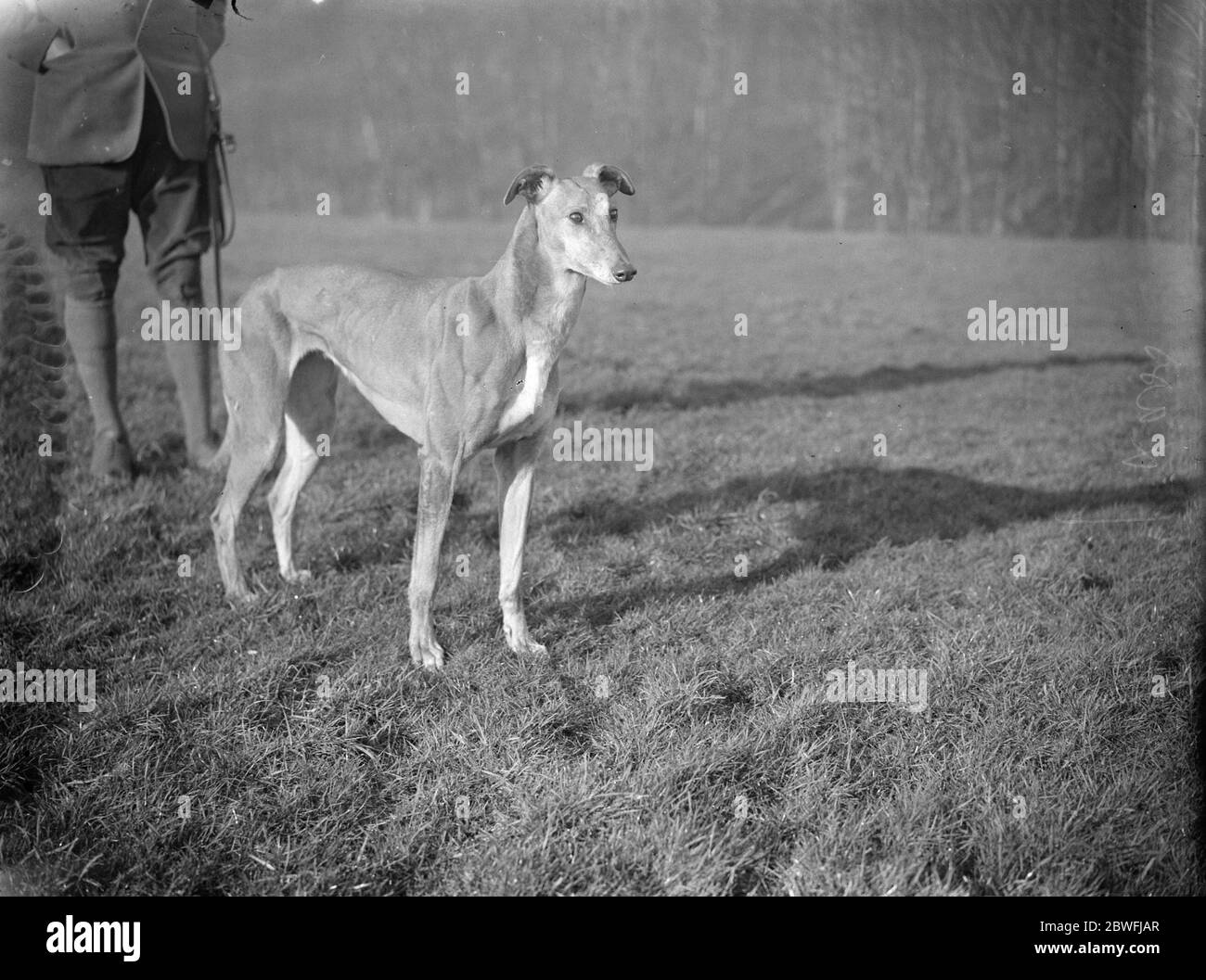 The Dog Derby . Great hopes of Lord Tweedmouth ' s Tricky Lass ' for ...