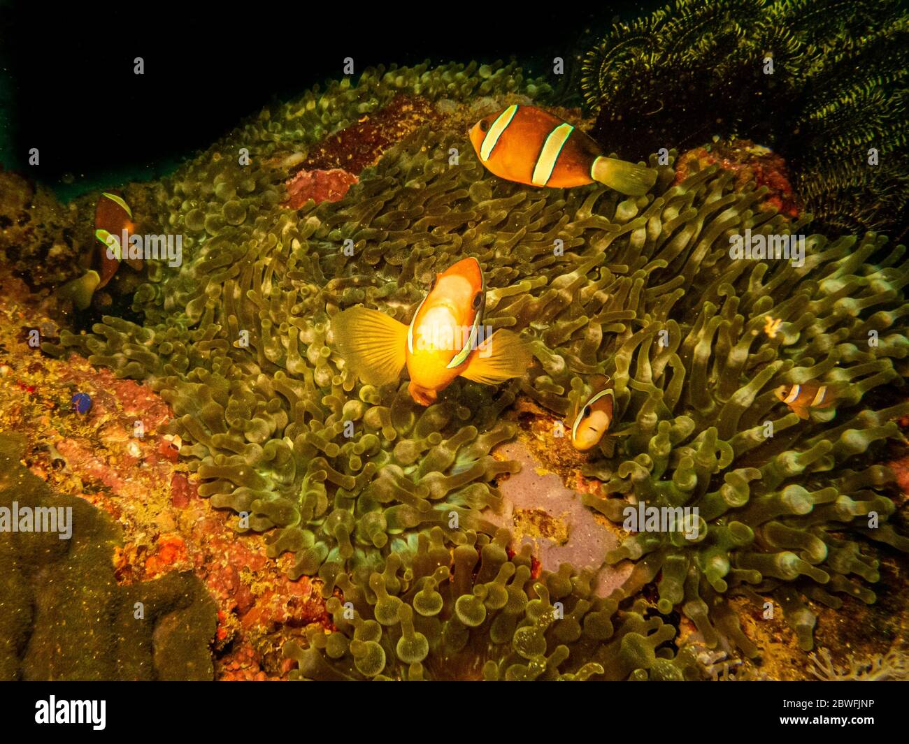 Clarks anemonefish philippines hi-res stock photography and images - Alamy