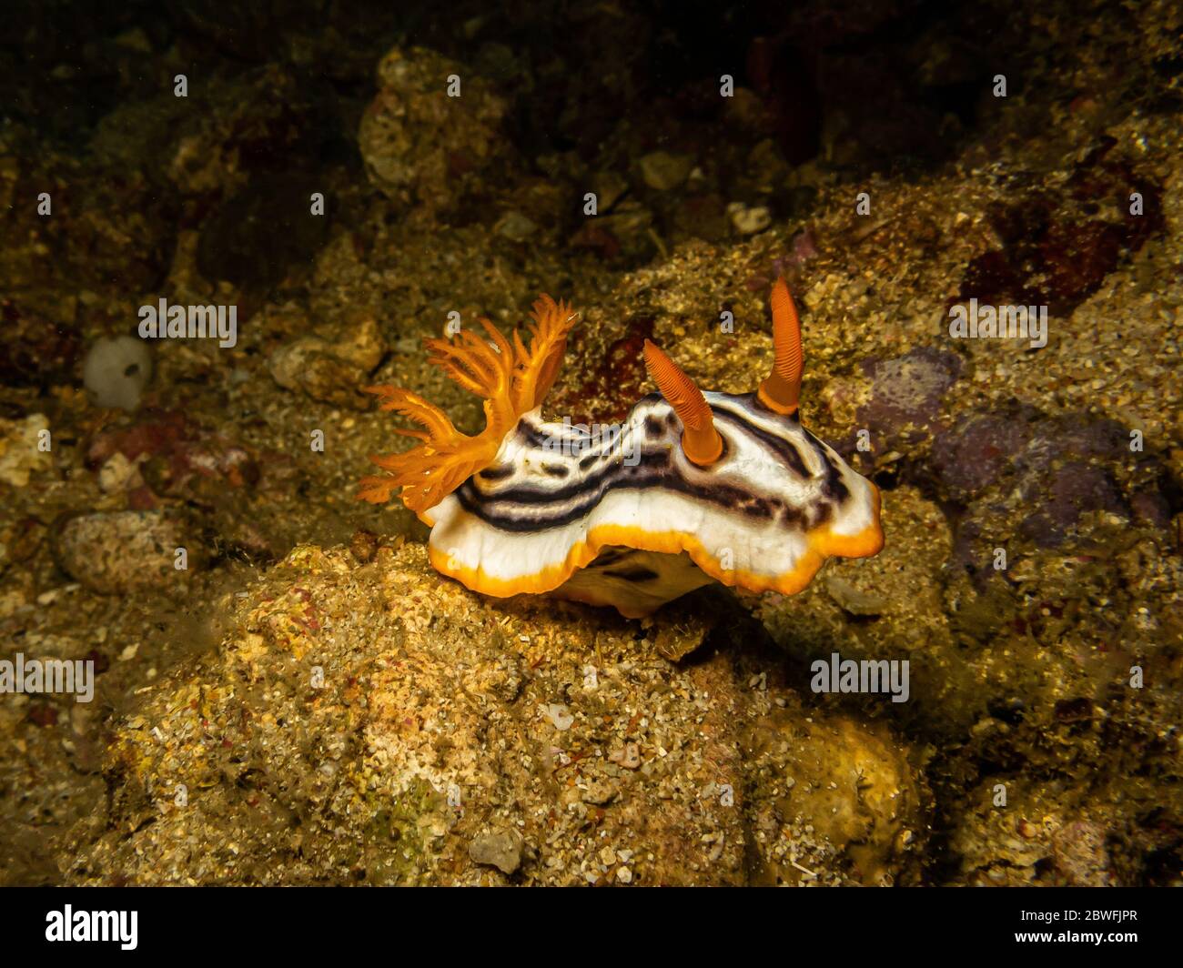 Nudibranch Chromodoris Magnifica at a Puerto Galera reef in the ...