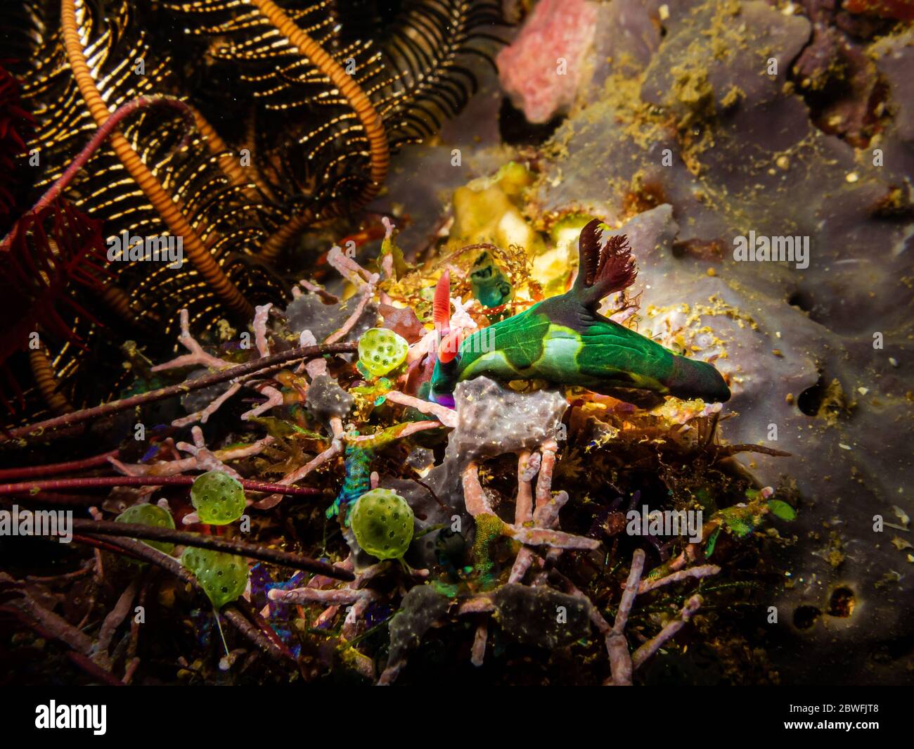 Green, red and yellow nudibranch at a Puerto Galera reef in the ...