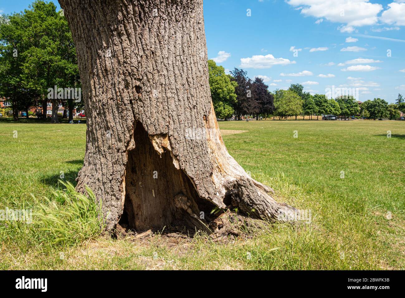 The base of an old, dead tree has a hole which potentially creates ...