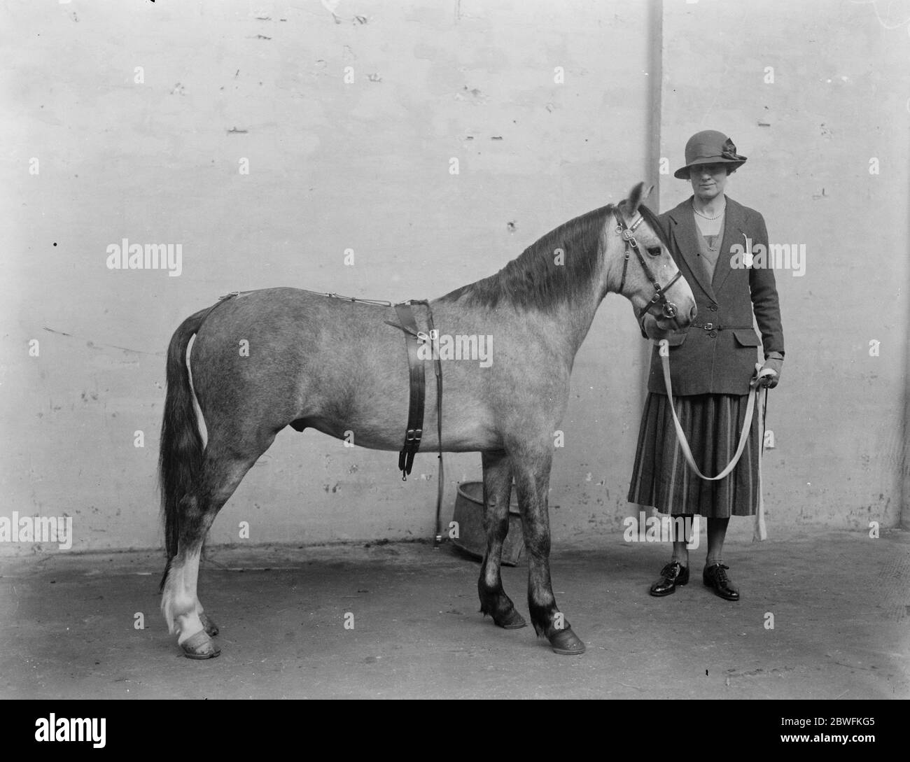 National Pony Prize Winners The national pony show opened at the ...