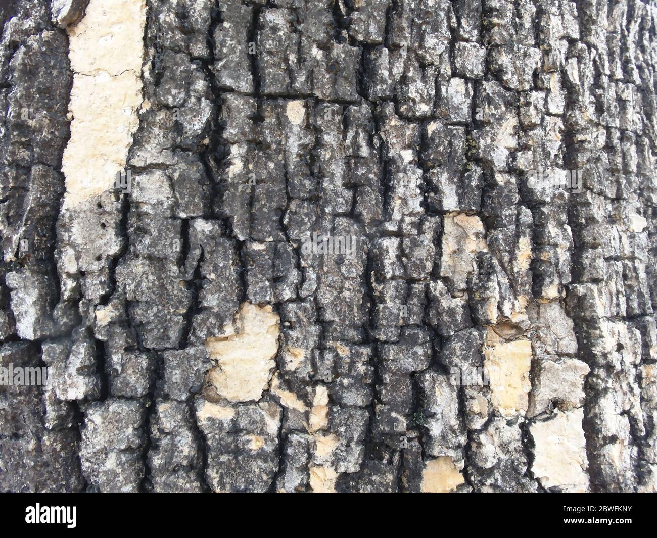 Rough surface Black tree bark Stock Photo - Alamy