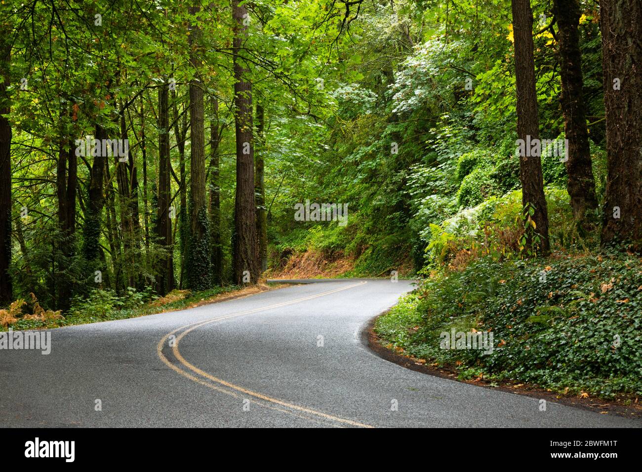 Road through forest, Portland, Oregon, USA Stock Photo - Alamy