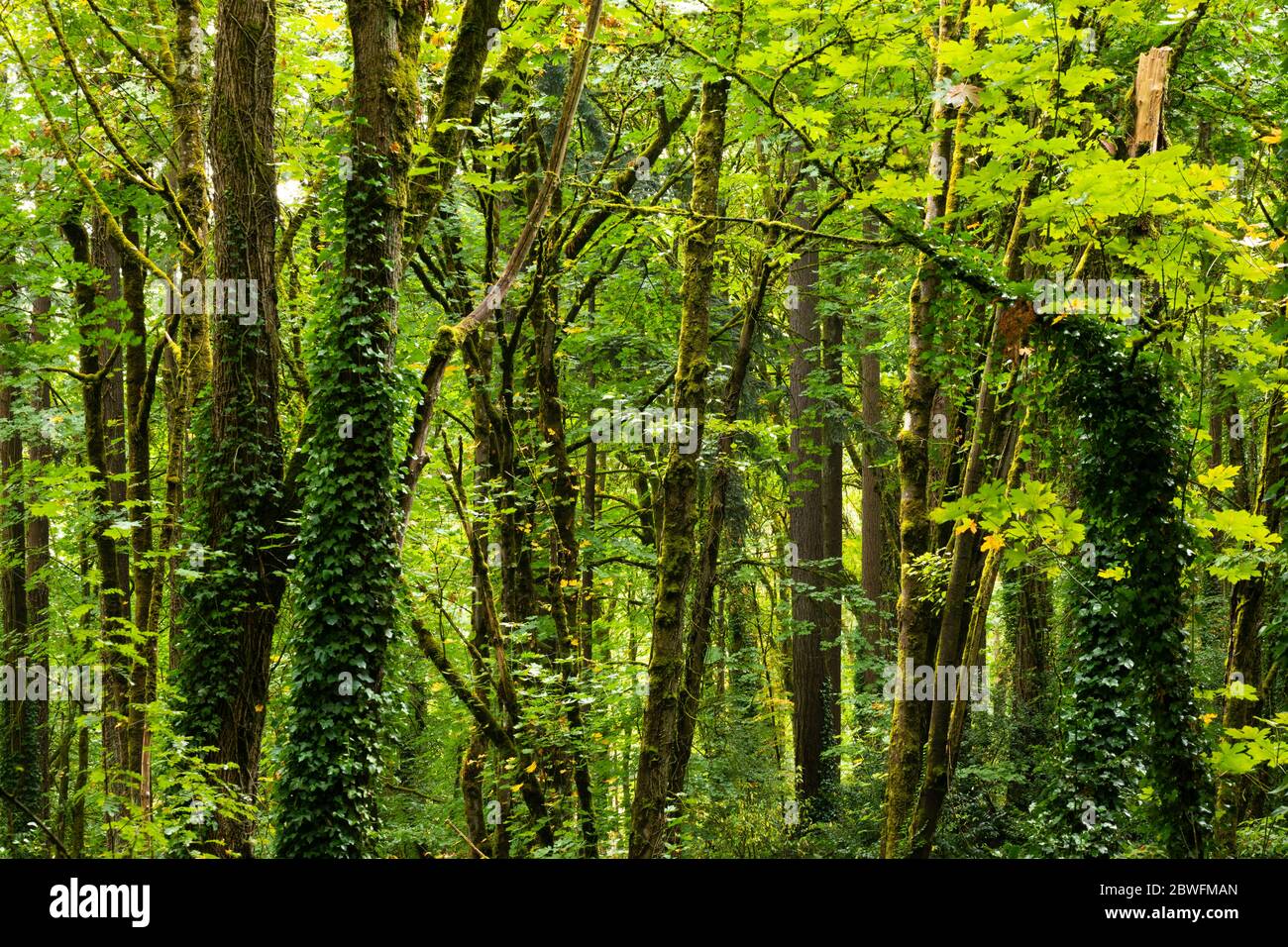 Forest, Portland, Oregon, USA Stock Photo - Alamy